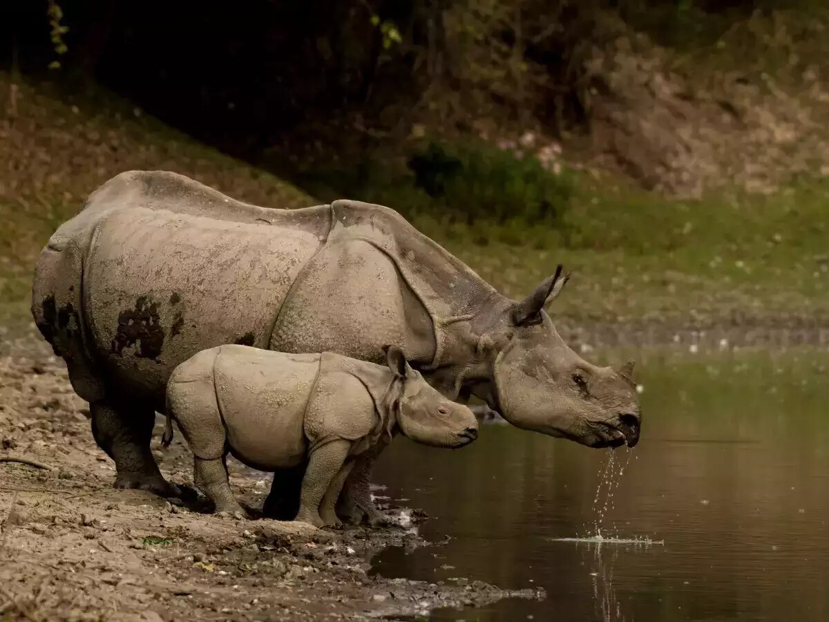 Wildlife Enthusiasts Must Visit these 10 Oldest National Parks in India ...